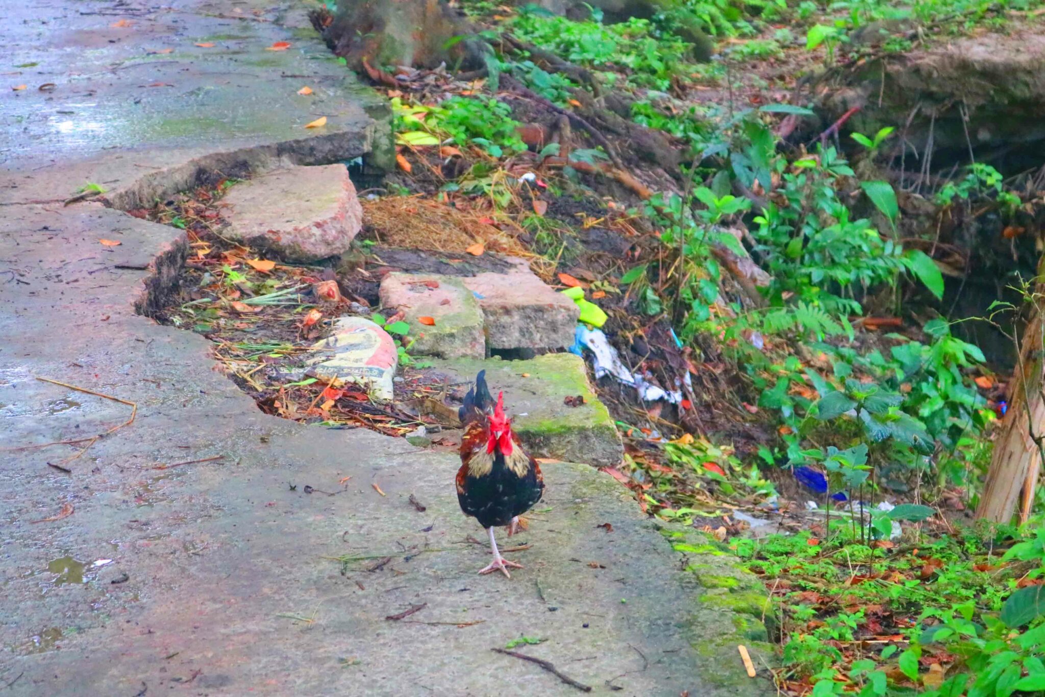 Murgi Hash Palon village photography in bangladesh - MasterBundles
