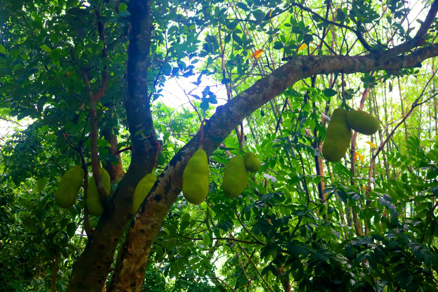 Kathal Tree Photography in Bangladesh - MasterBundles