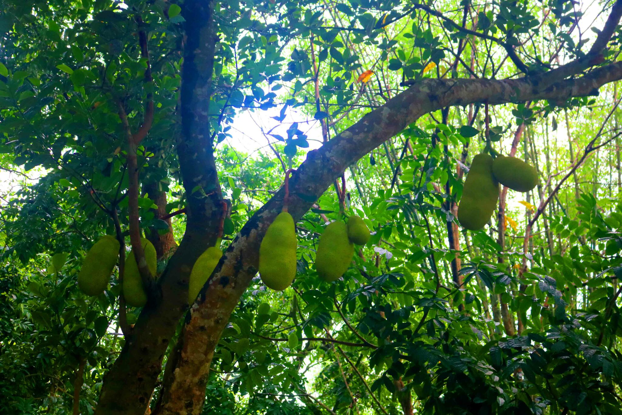 Kathal Tree Photography in Bangladesh - MasterBundles