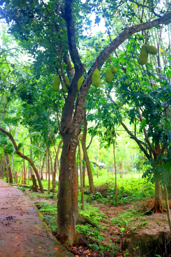 Kathal Tree Photography in Bangladesh - MasterBundles