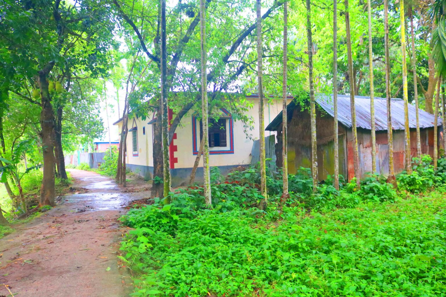 Ghar Tree Photography in Bangladesh - MasterBundles