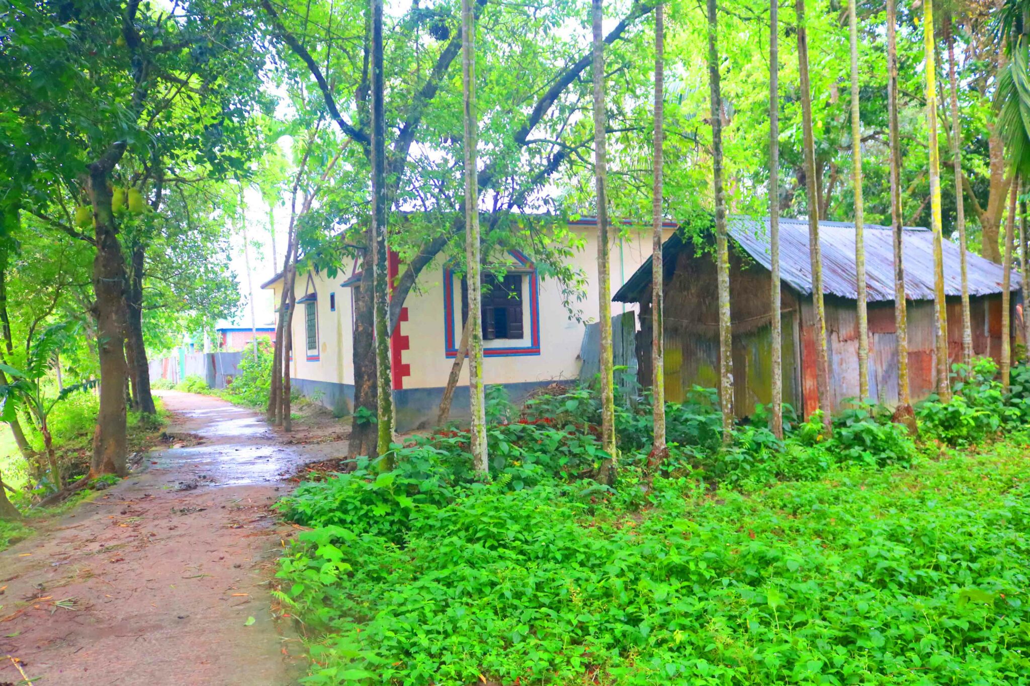 Ghar Tree Photography in Bangladesh - MasterBundles