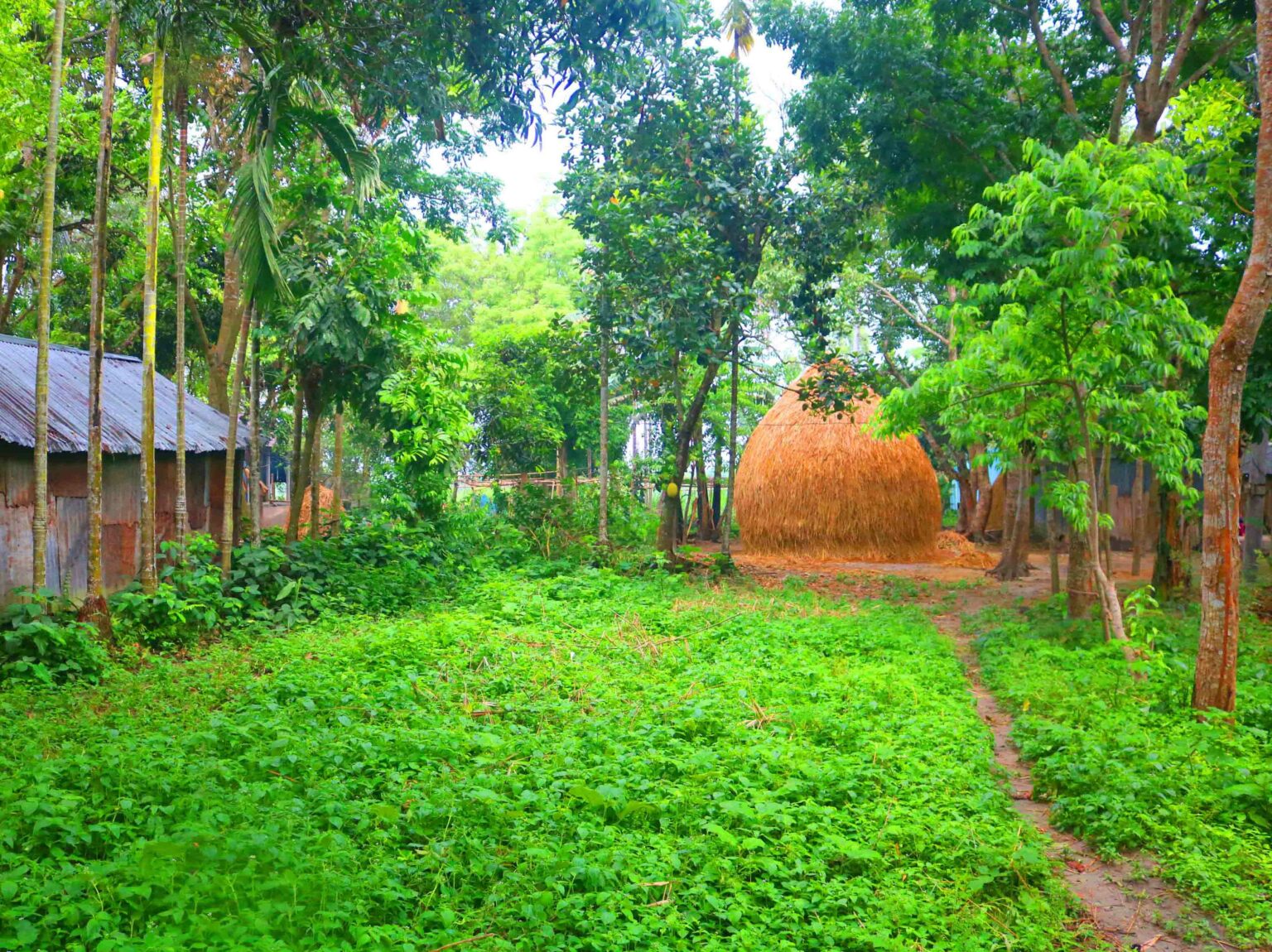 Ghar Tree Photography in Bangladesh - MasterBundles