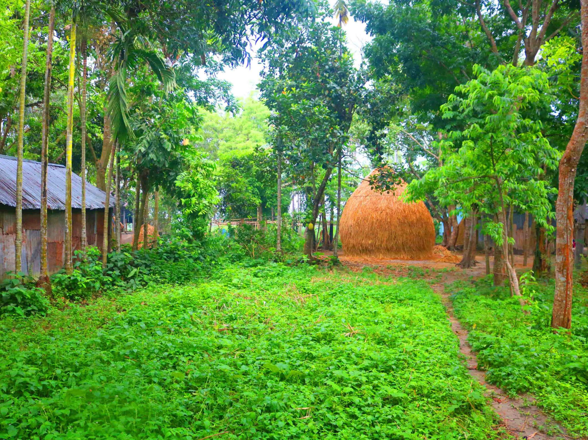 Ghar Tree Photography in Bangladesh - MasterBundles