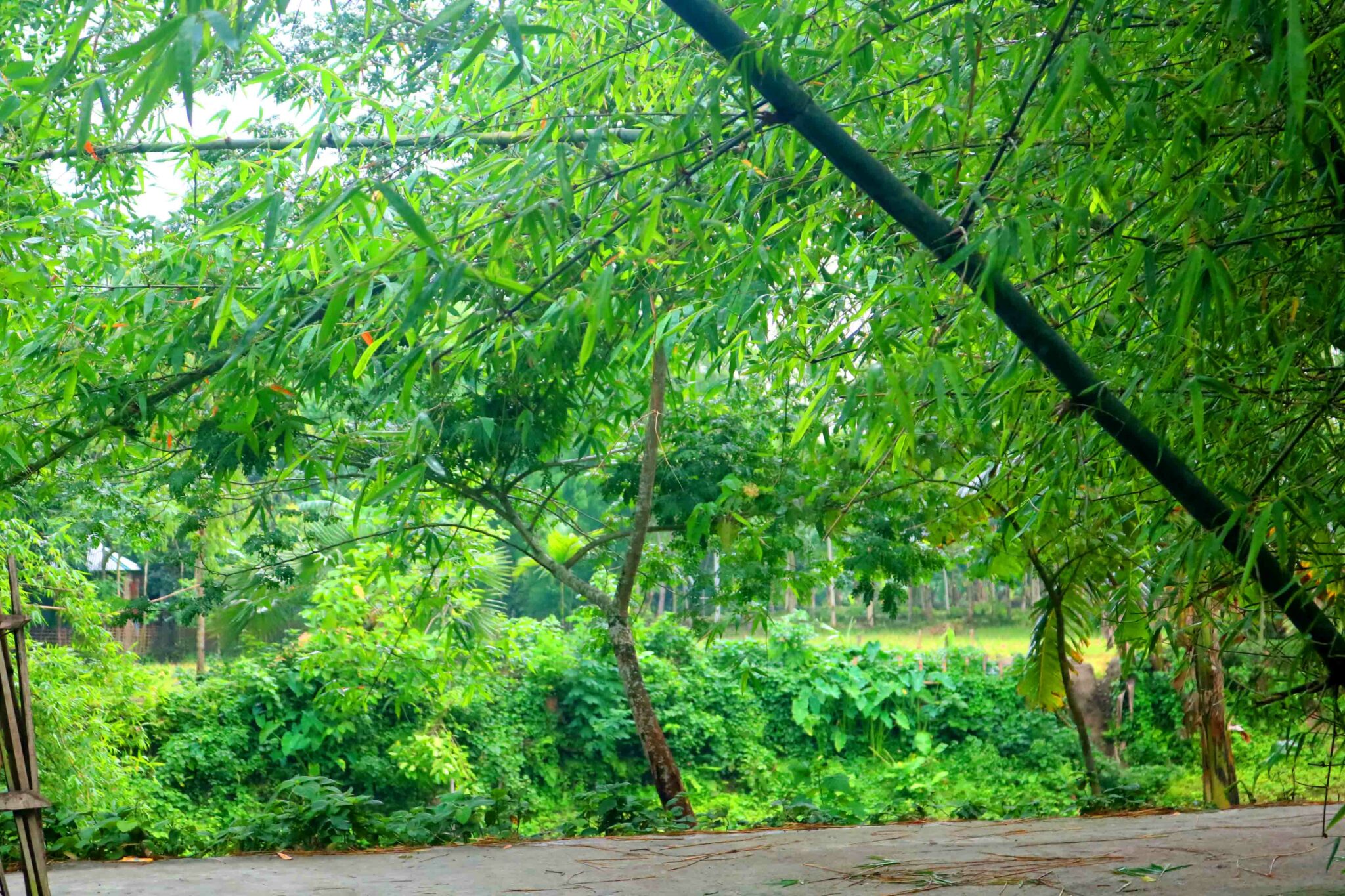 Ghar Tree village people & roads stock photos in Bangladesh - MasterBundles