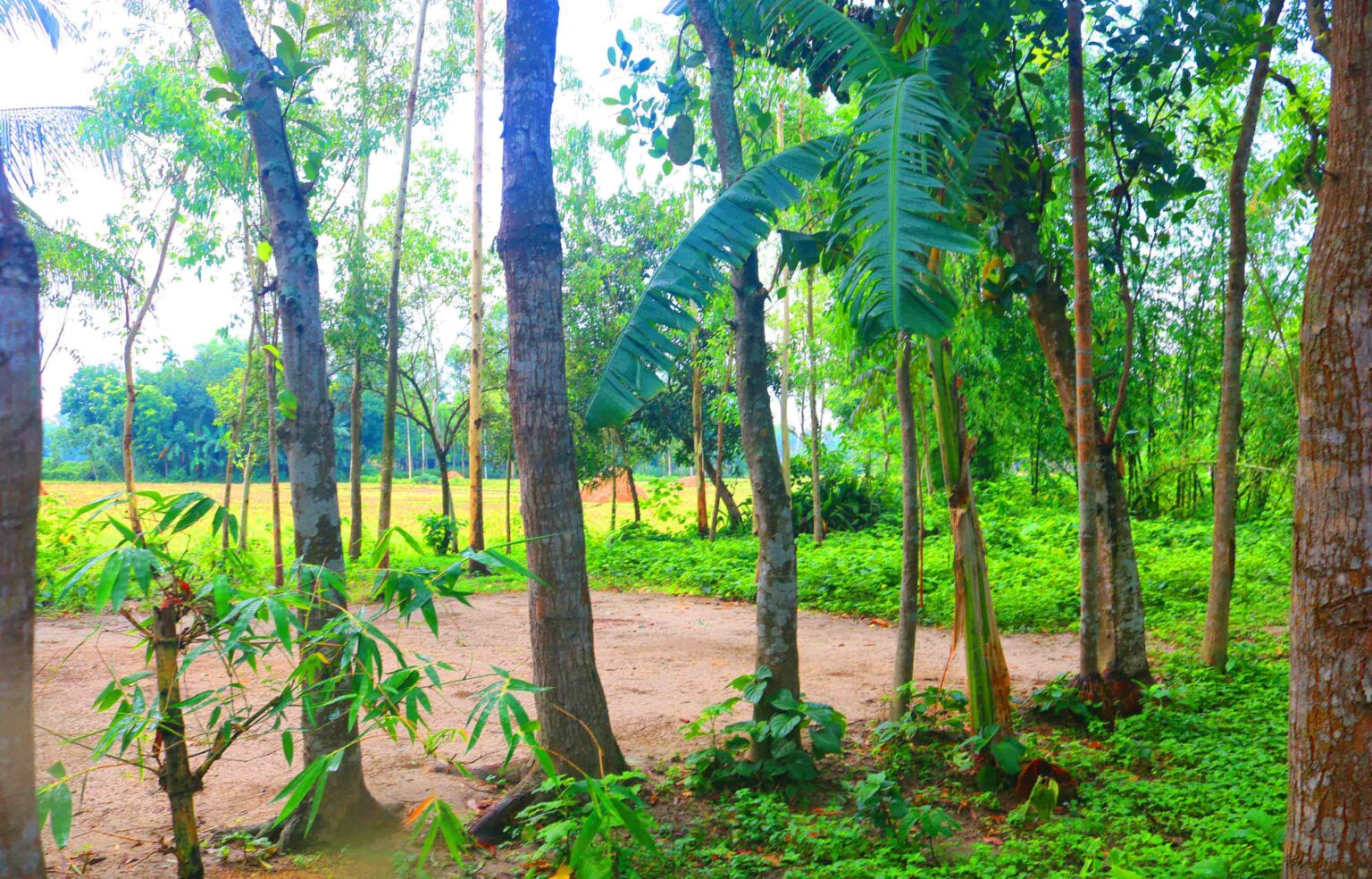 Ghar Tree Photography in Bangladesh - MasterBundles