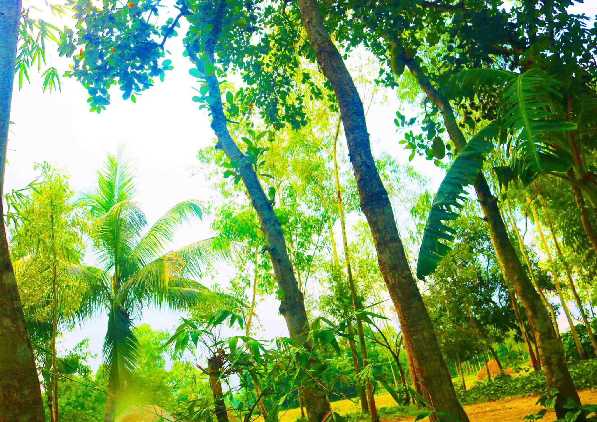 Ghar Tree Photography in Bangladesh - MasterBundles