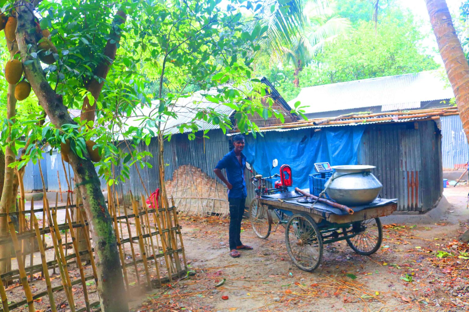 Ghar Tree Photography in Bangladesh - MasterBundles