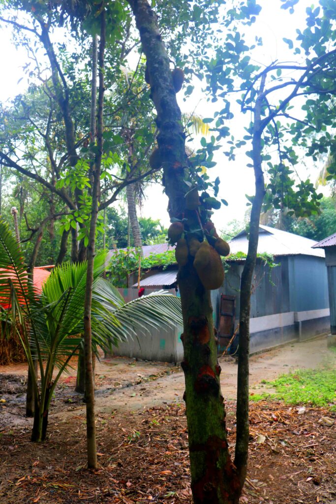 Kathal Tree Photography in Bangladesh - MasterBundles