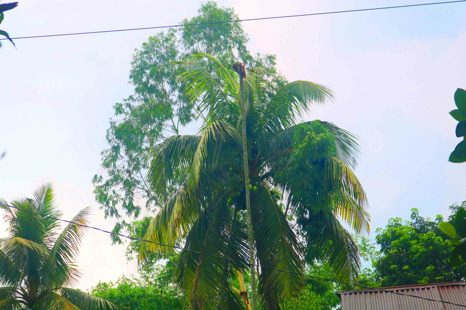 Ghar Tree Photography in Bangladesh - MasterBundles