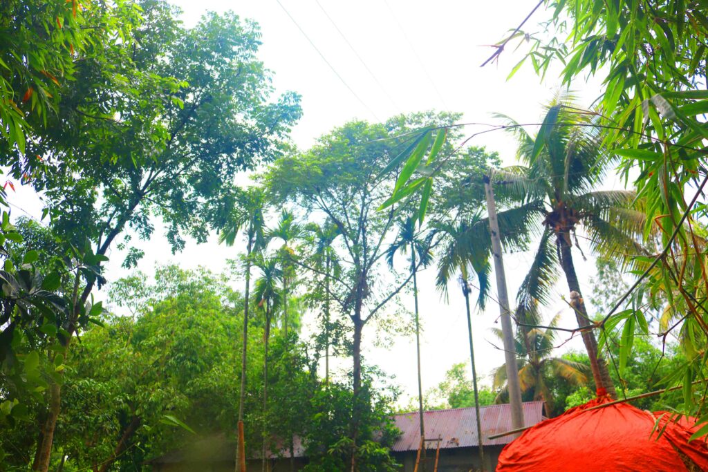 Ghar Tree Photography in Bangladesh - MasterBundles