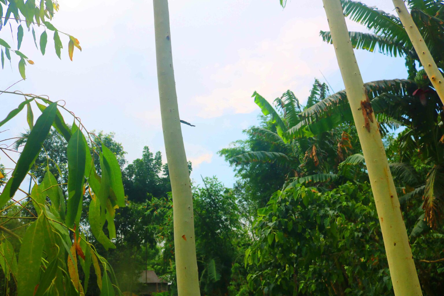 Ghar Tree Photography in Bangladesh - MasterBundles