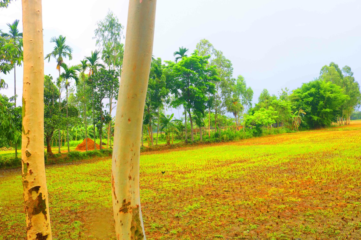 Ghar Tree Photography in Bangladesh - MasterBundles