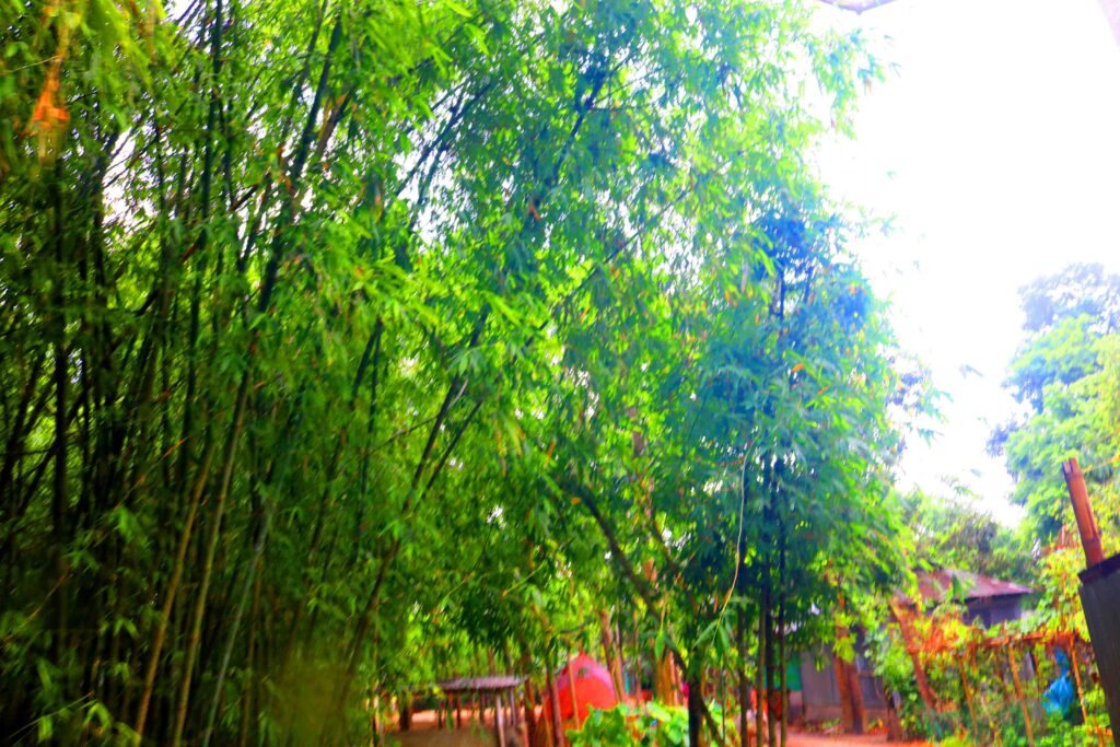 Ghar Tree village people & roads stock photos in Bangladesh - MasterBundles