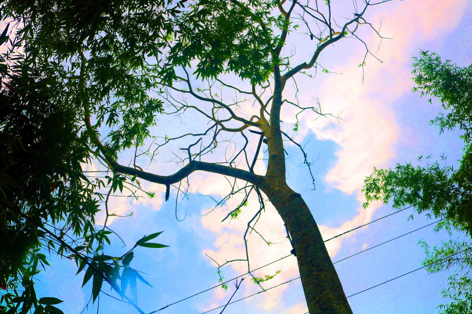 Ghar Tree village people & roads stock photos in Bangladesh - MasterBundles