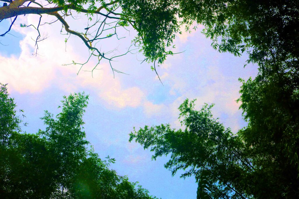 Ghar Tree village people & roads stock photos in Bangladesh - MasterBundles