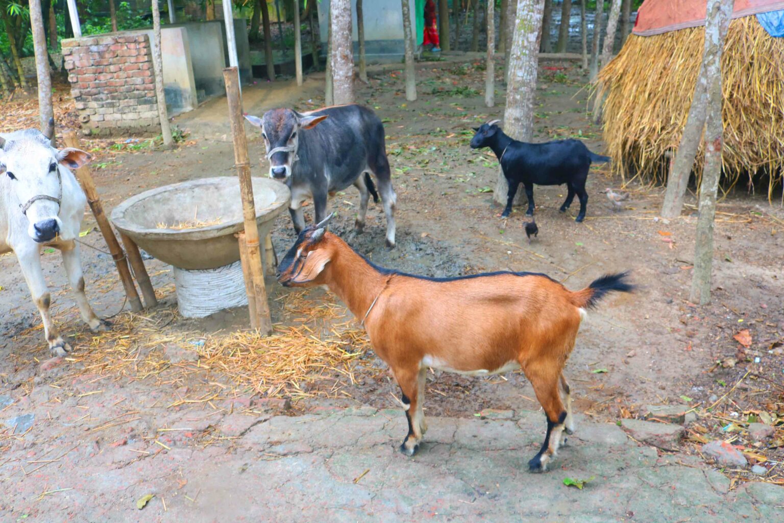 Goat Khasi photography in bangladesh - MasterBundles