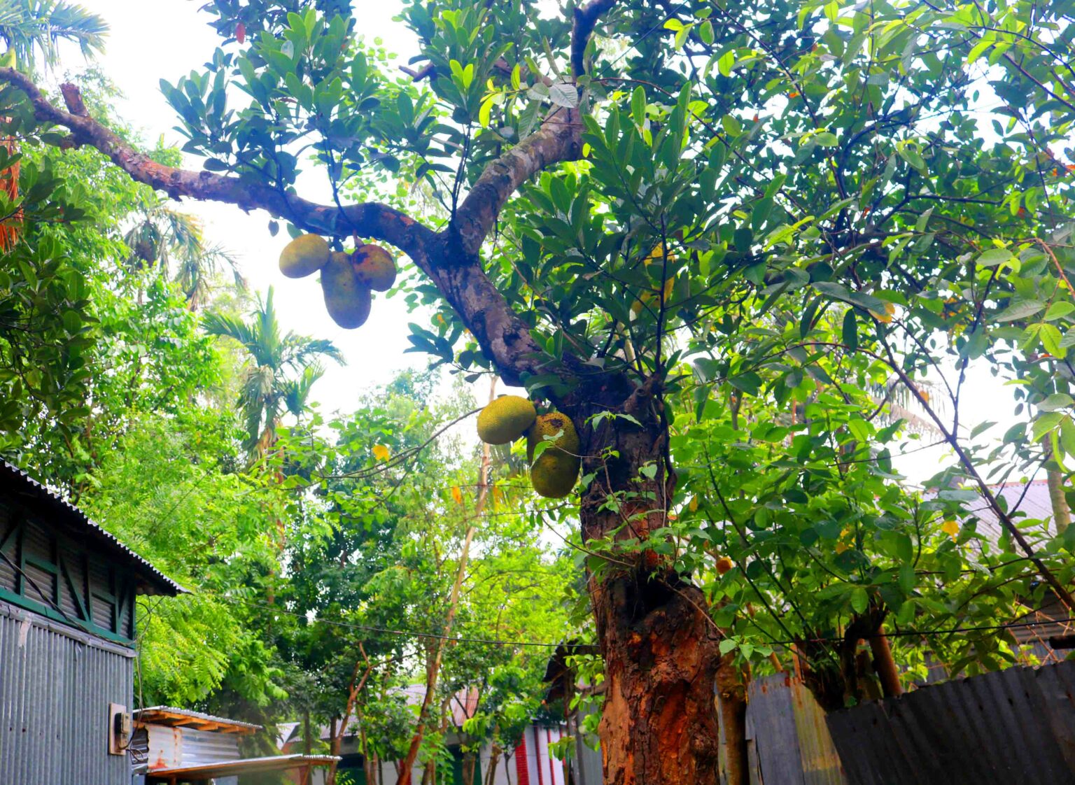 Kathal Tree Photography in Bangladesh - MasterBundles