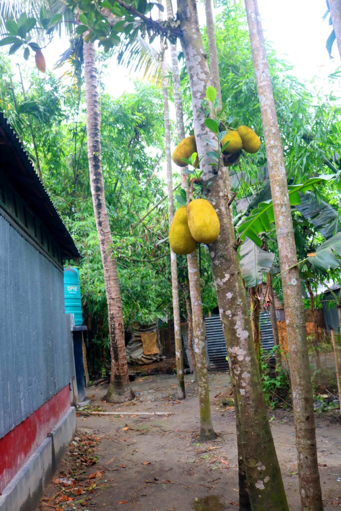 Kathal Tree Photography in Bangladesh - MasterBundles