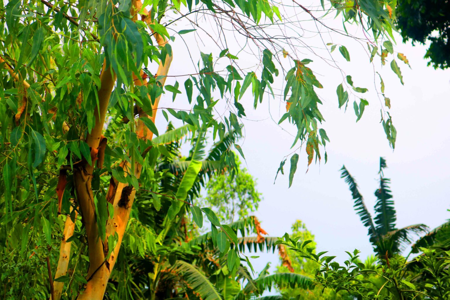 Ghar Tree village people & roads stock photos in Bangladesh - MasterBundles