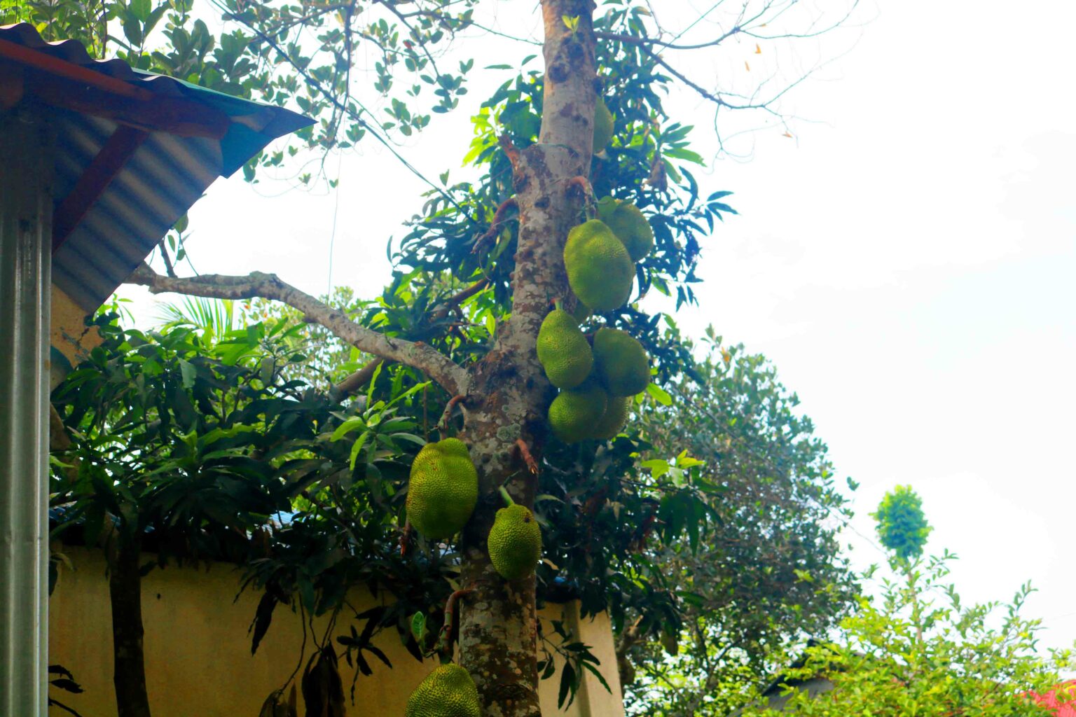 Kathal Tree Photography in Bangladesh - MasterBundles