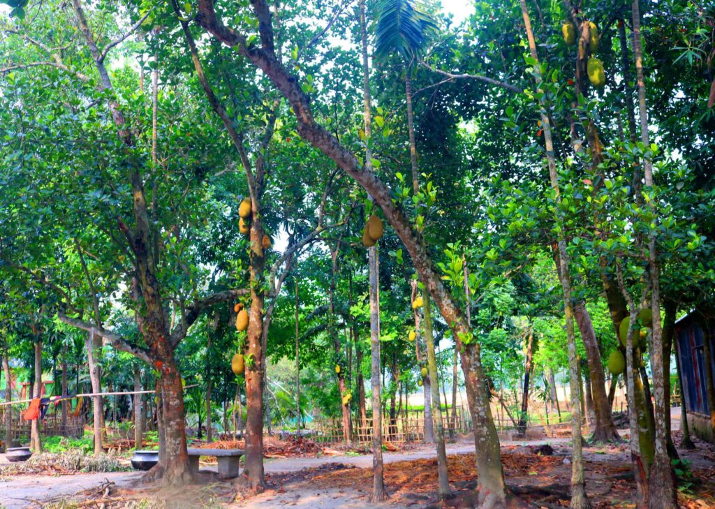 Kathal Tree Photography in Bangladesh - MasterBundles