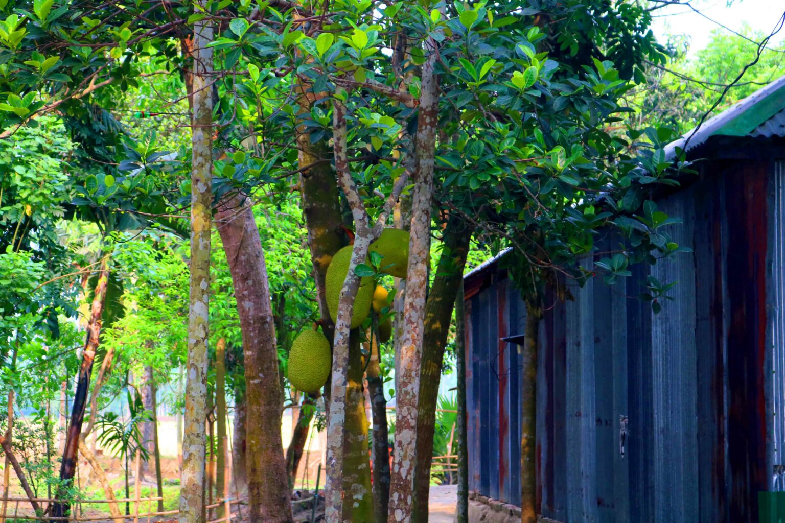 Kathal Tree Photography in Bangladesh - MasterBundles