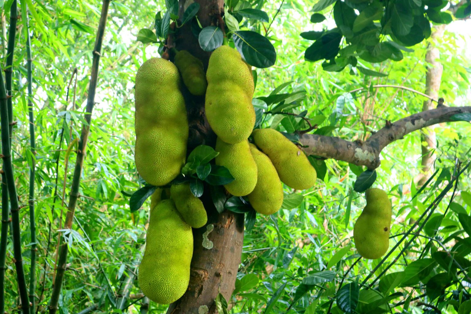 Kathal Tree Photography in Bangladesh - MasterBundles