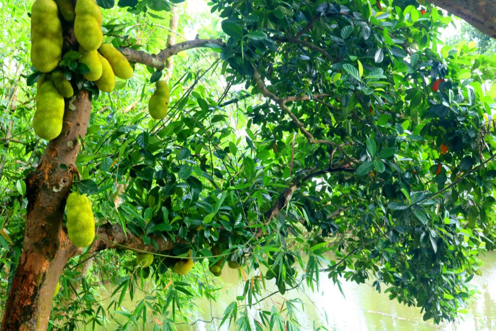 Kathal Tree Photography in Bangladesh - MasterBundles