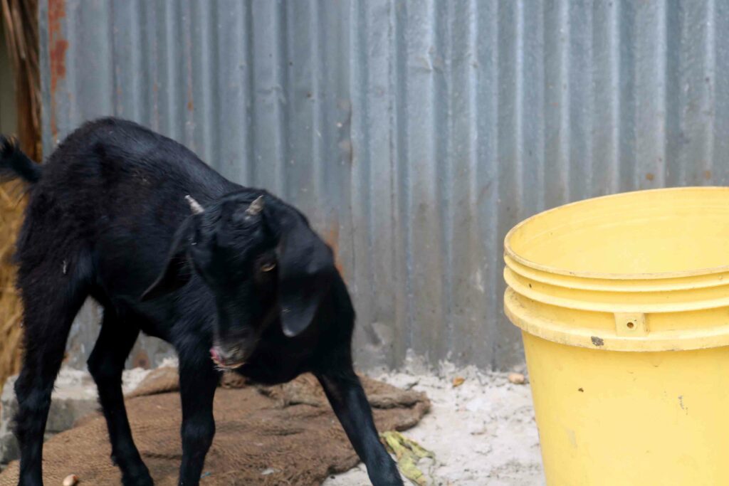Goat Khasi photography in bangladesh Nimbu Tree - MasterBundles