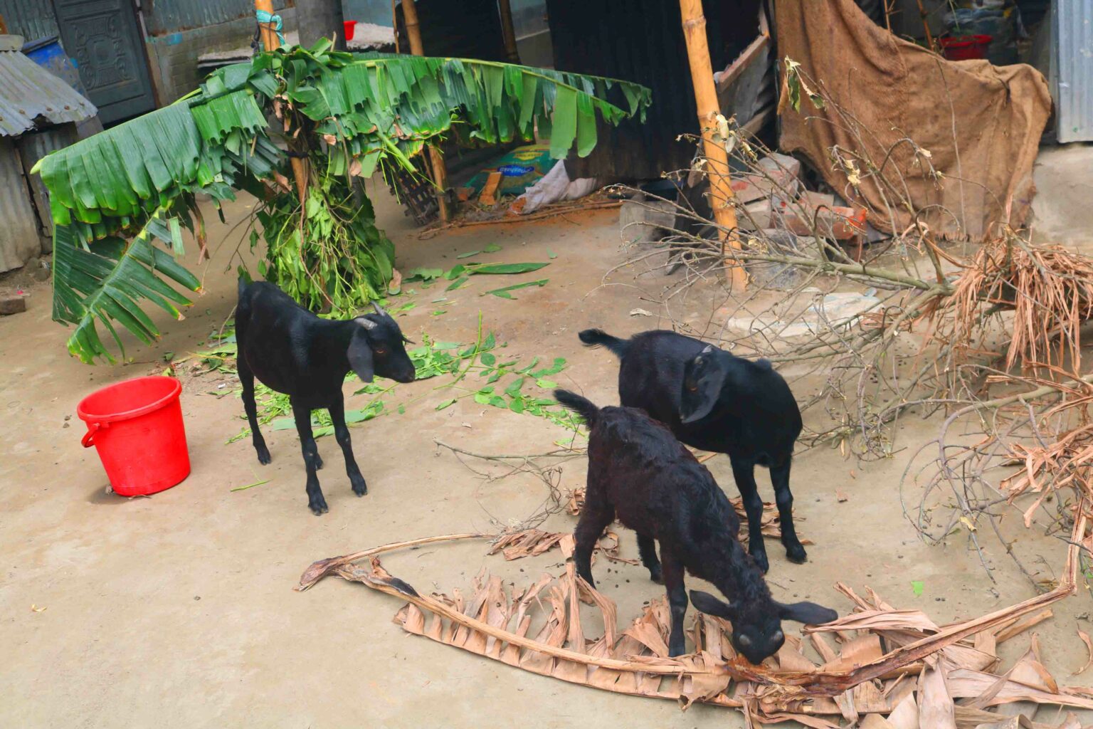 Goat Khasi photography in bangladesh - MasterBundles
