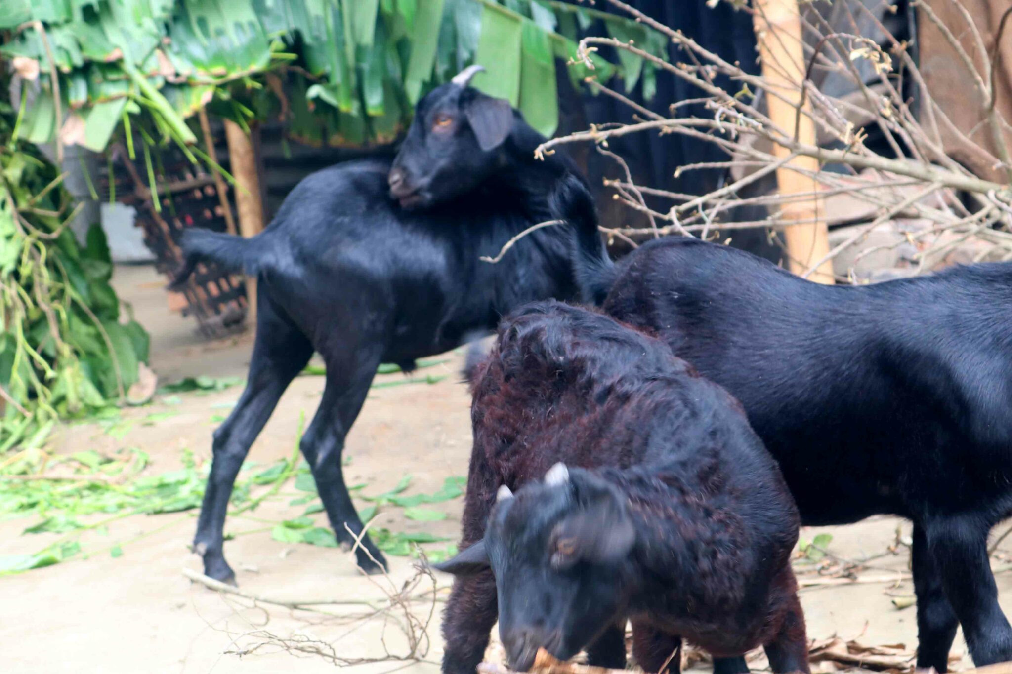 Goat Khasi photography in bangladesh Nimbu Tree - MasterBundles