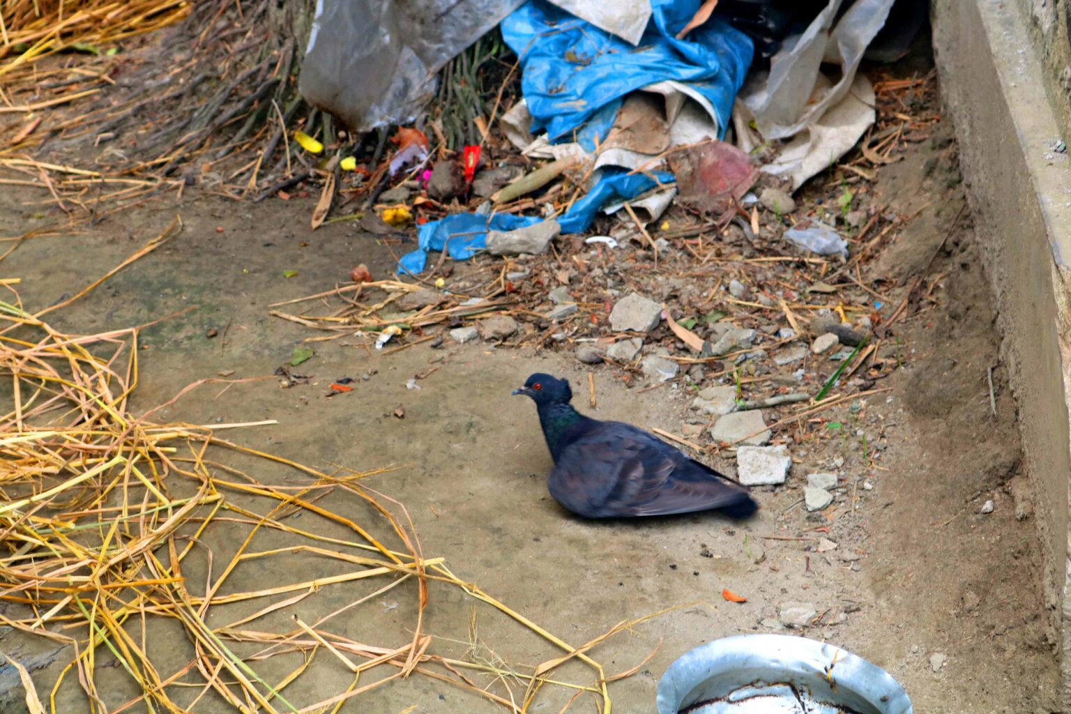 Kabutar Tree Photography in Bangladesh - MasterBundles