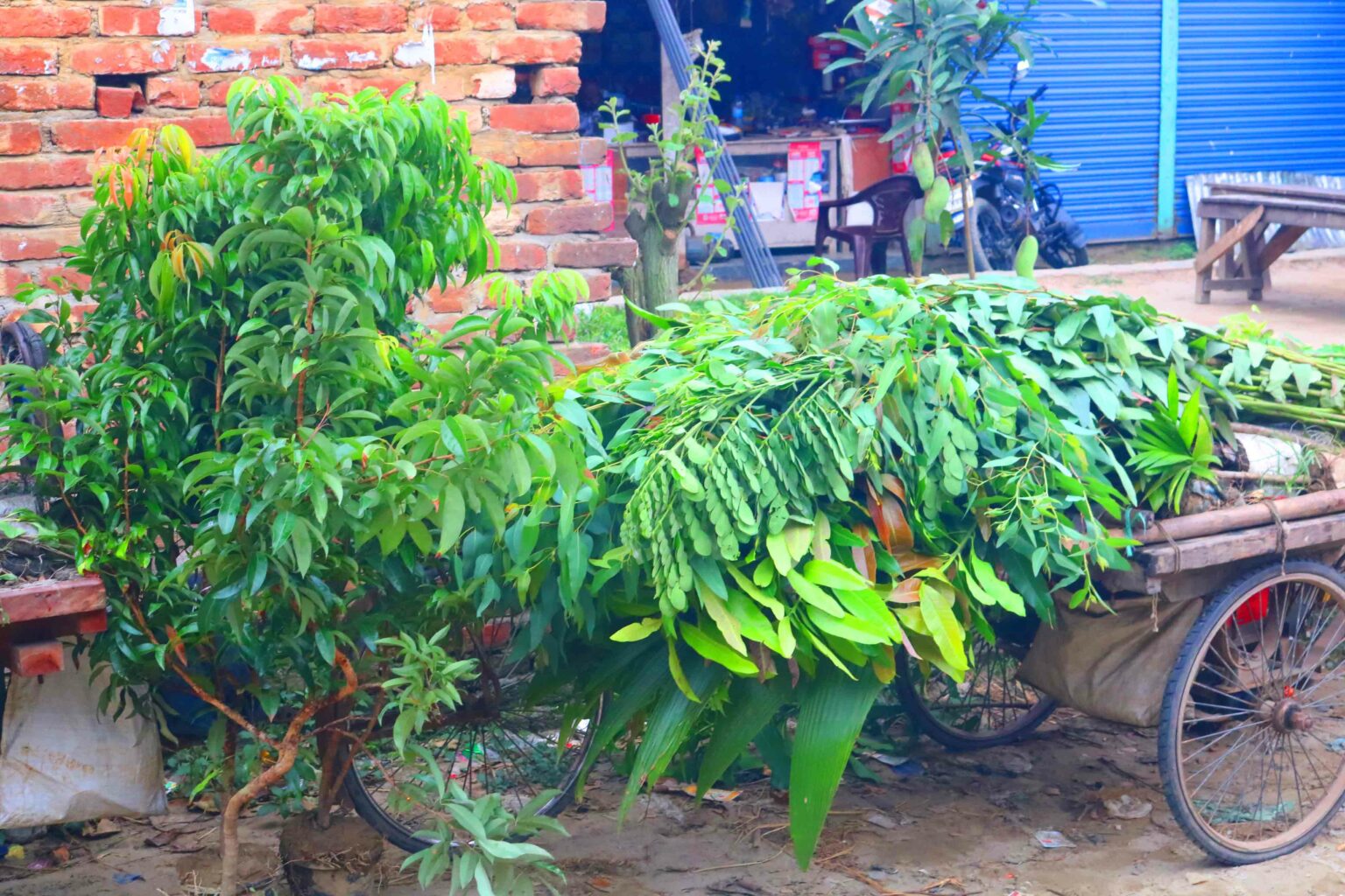 Natural village Tree Background Photography in Bangladesh - MasterBundles
