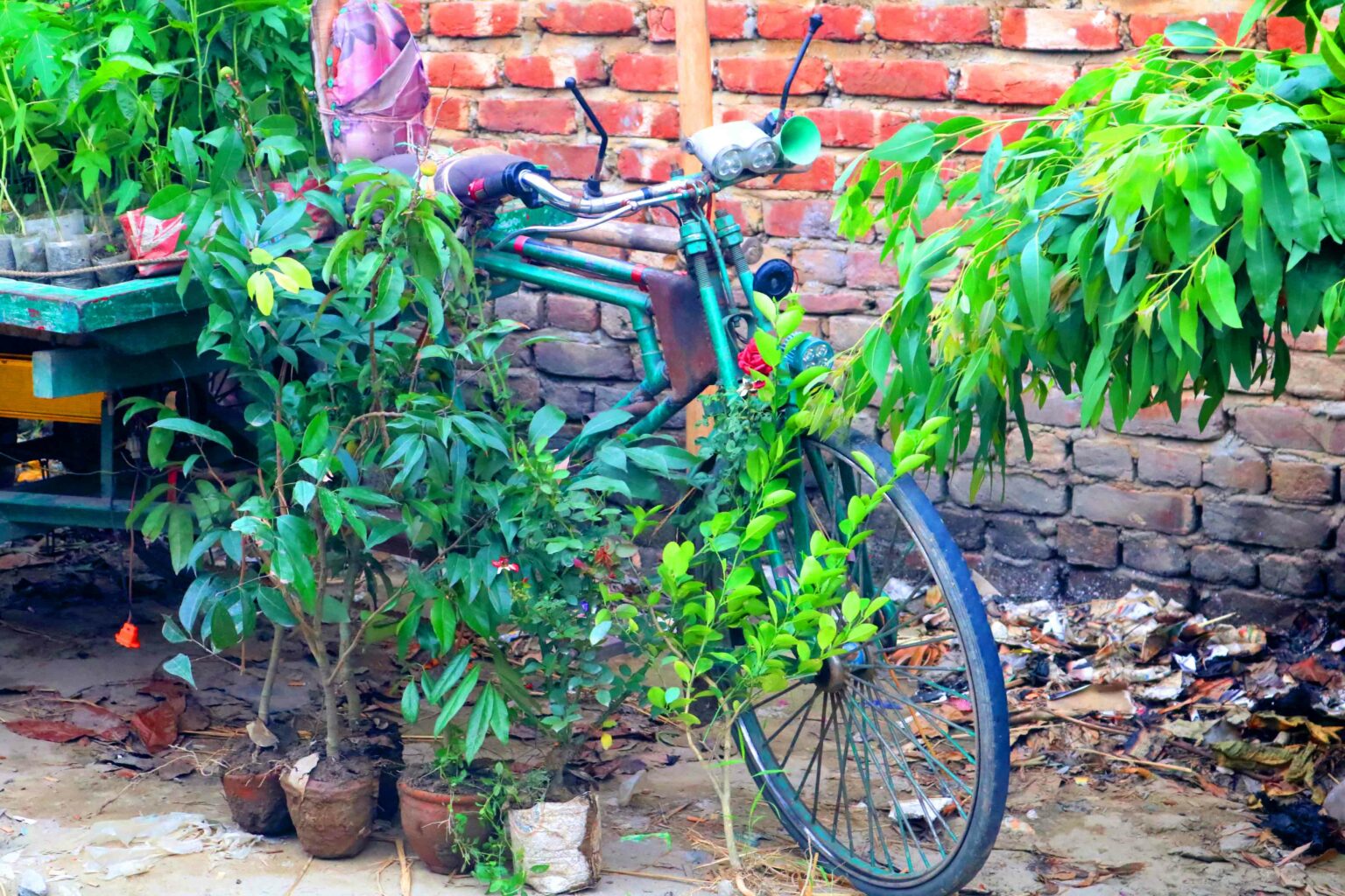 Natural village Tree Background Photography in Bangladesh - MasterBundles