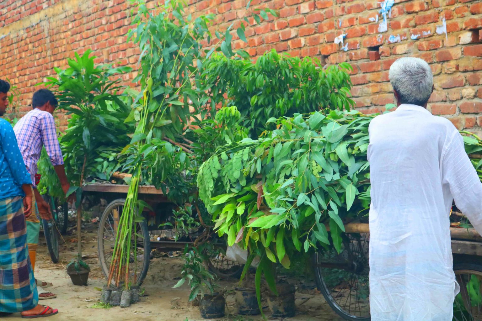 Natural village Tree Background Photography in Bangladesh - MasterBundles