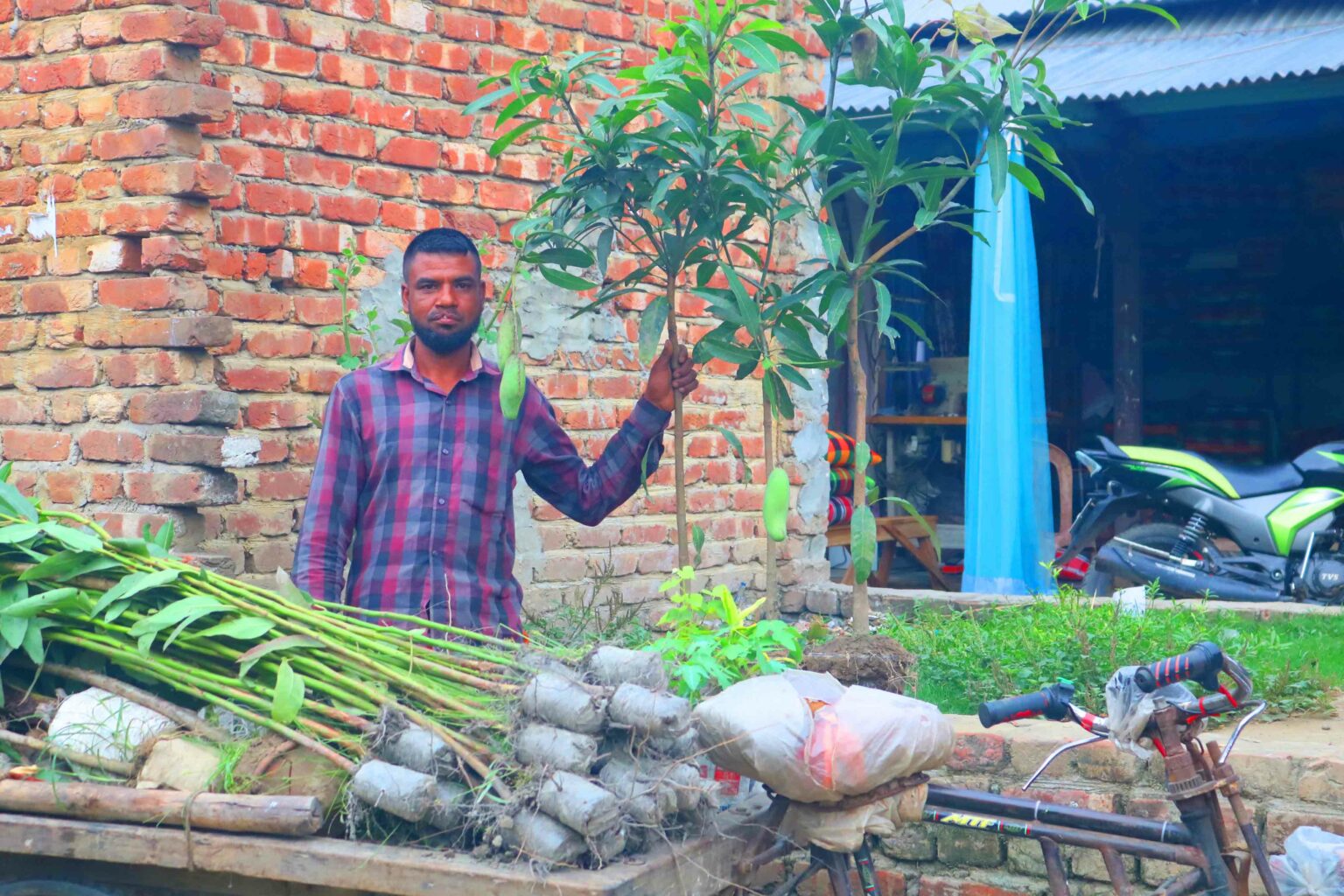 Natural village Tree Background Photography in Bangladesh - MasterBundles