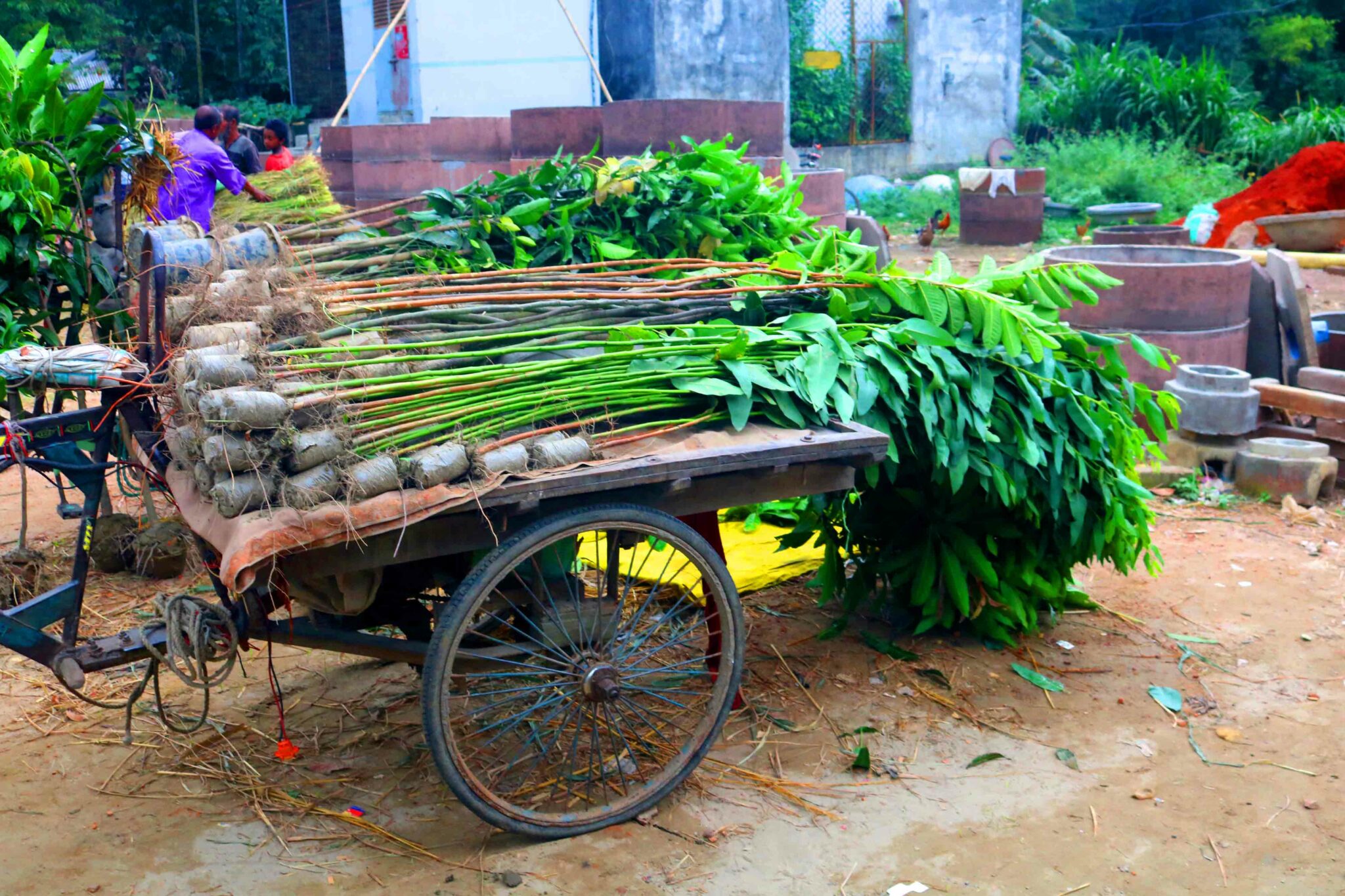 Natural village Tree Background Photography in Bangladesh - MasterBundles