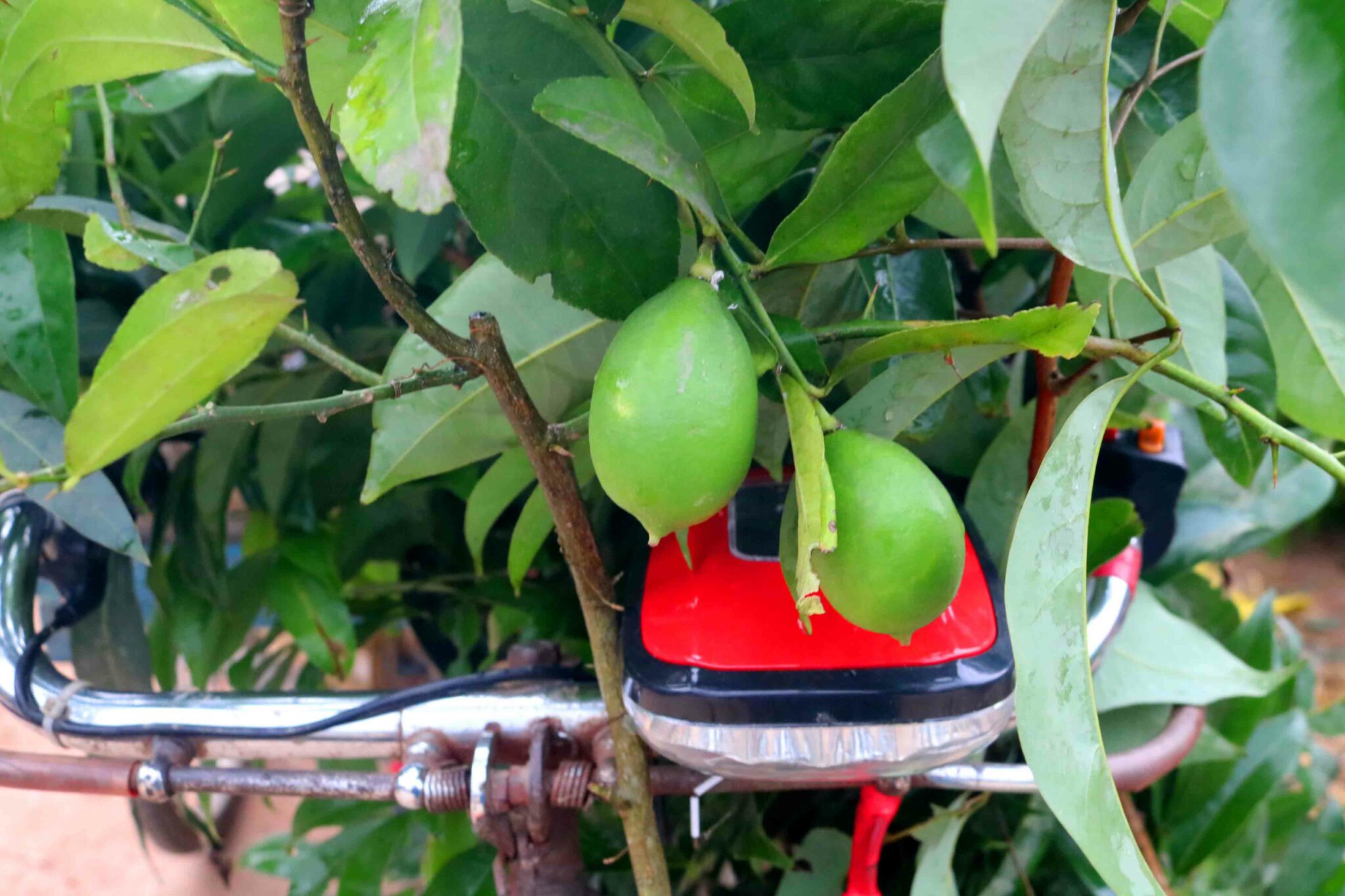 Nimbu Tree Photography in Bangladesh Fruits - MasterBundles