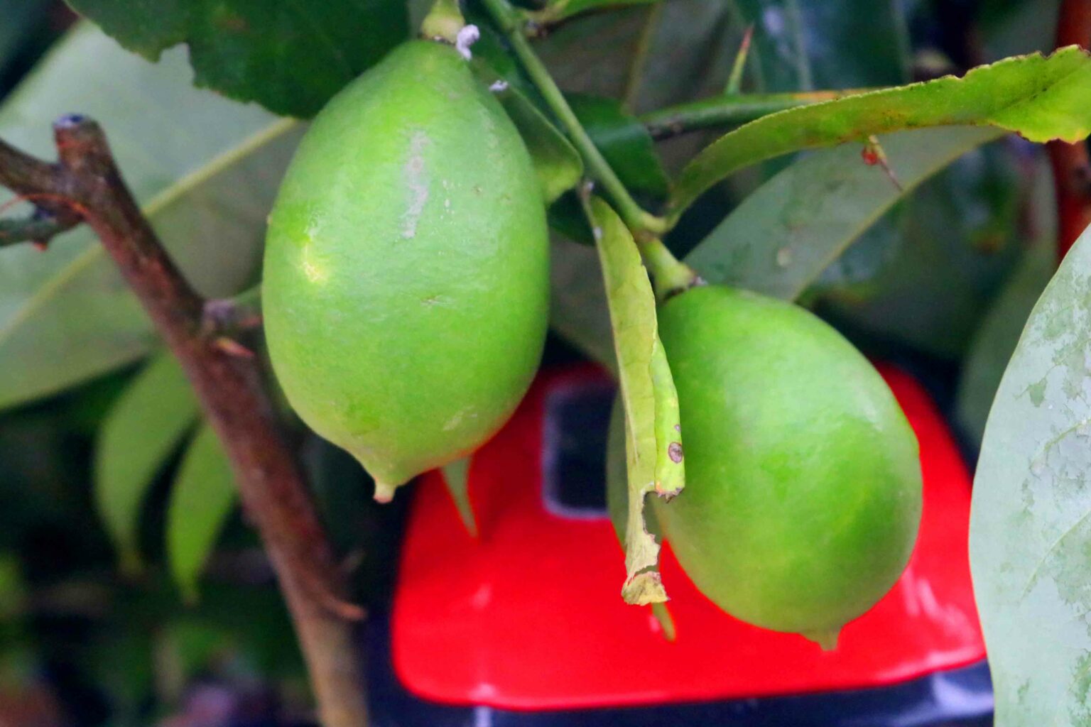 Nimbu Tree Photography in Bangladesh Fruits - MasterBundles