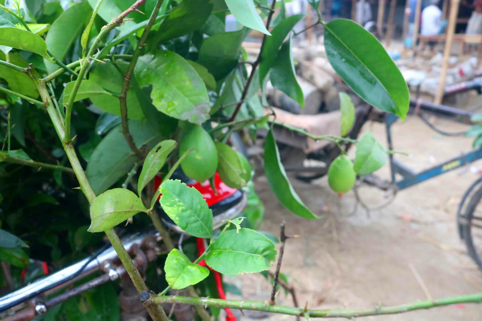 Nimbu Tree Photography in Bangladesh Fruits - MasterBundles