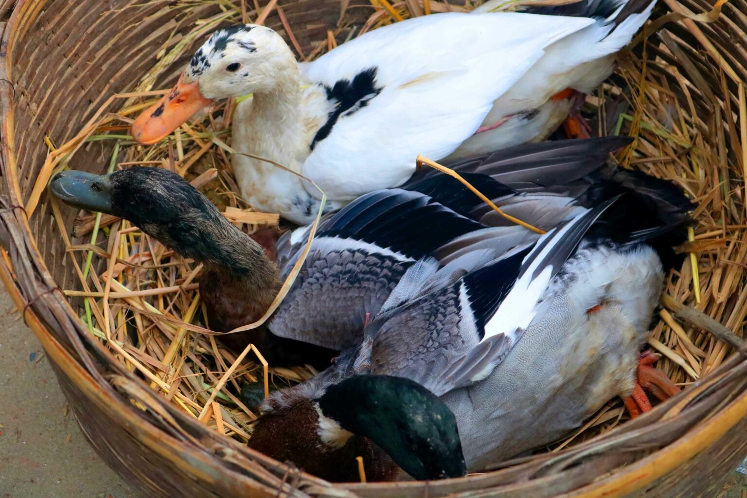 Hash Palon village Photography in Bangladesh - MasterBundles