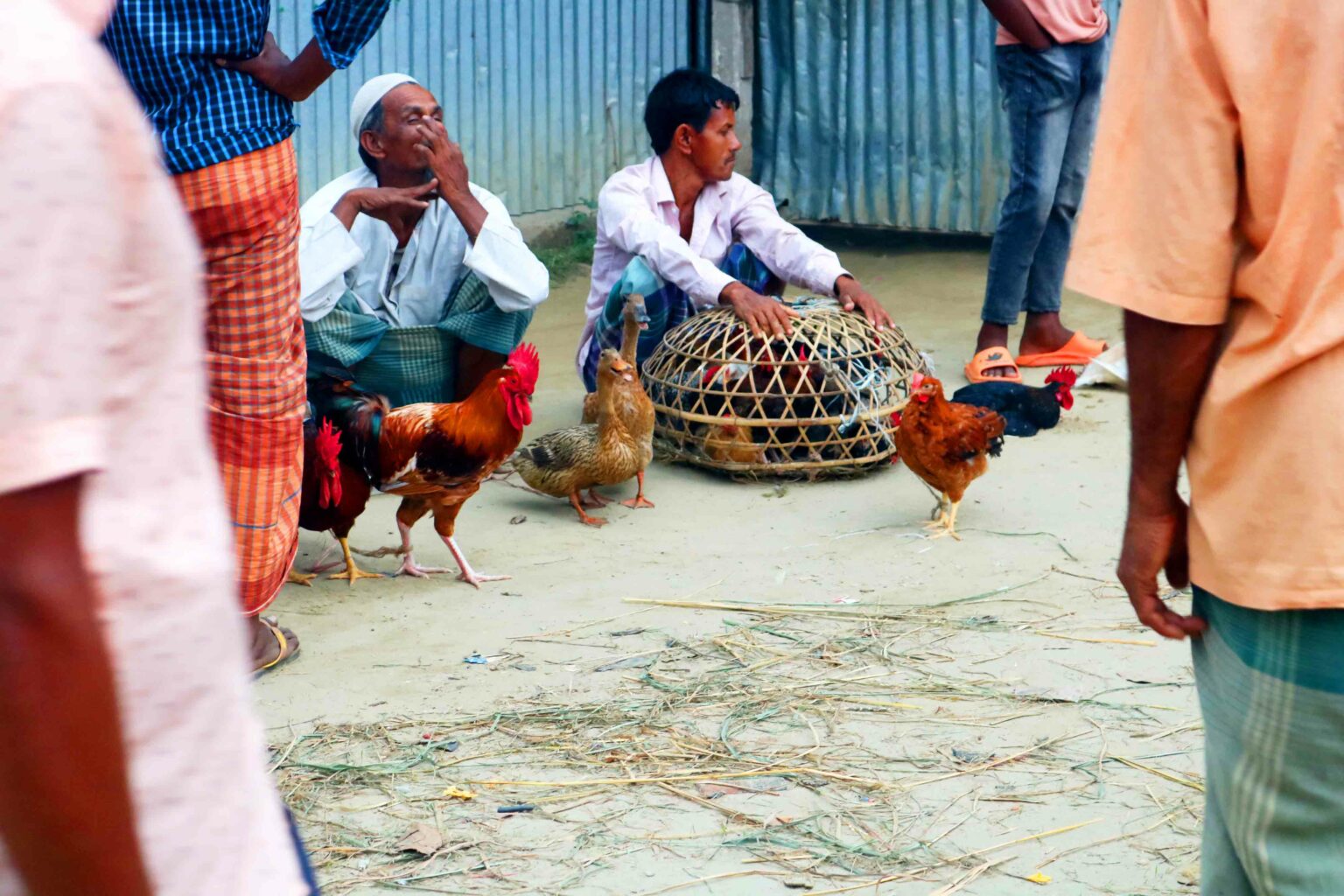 Murgi Photography in Bangladesh - MasterBundles