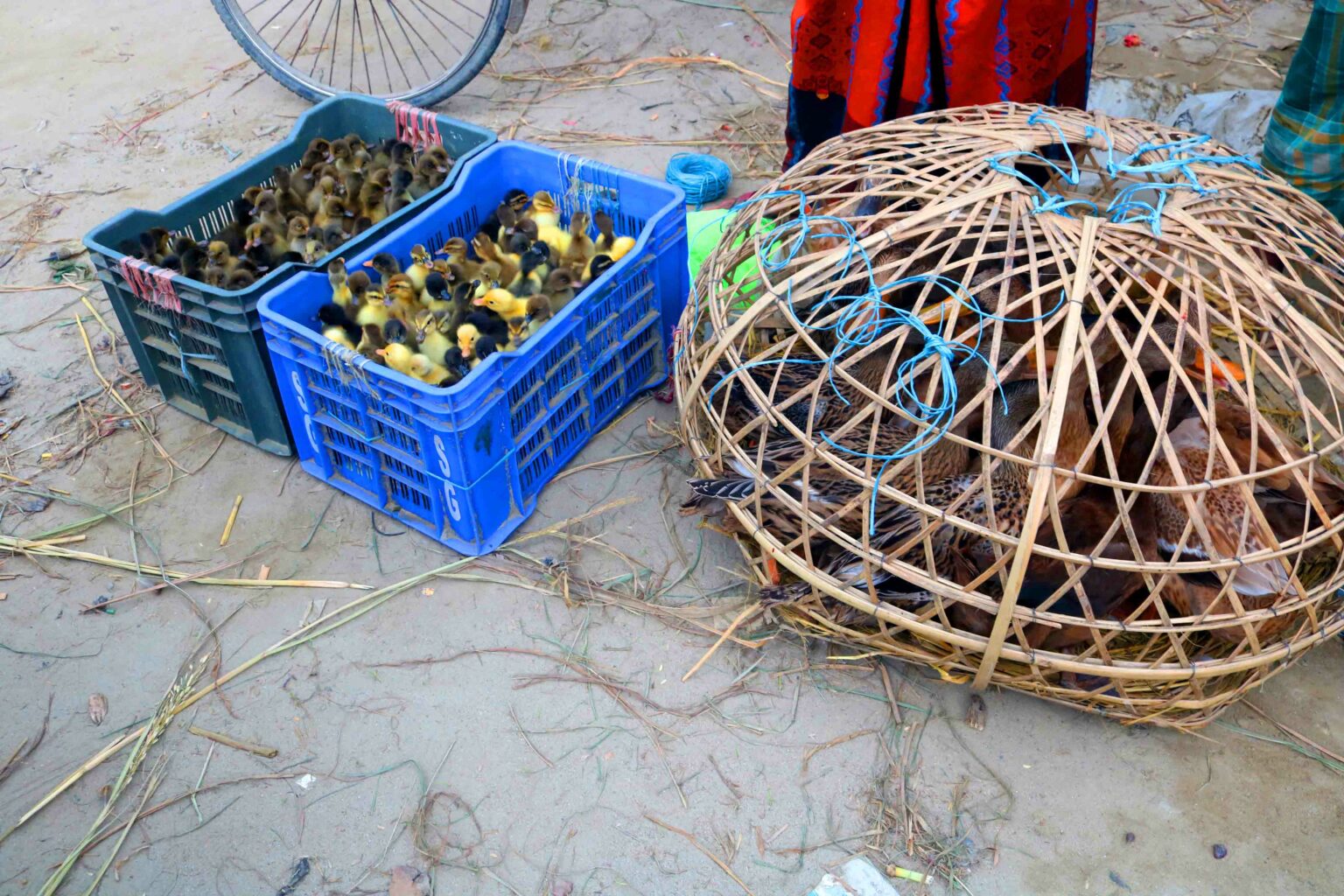 Hash Palon village Photography in Bangladesh - MasterBundles