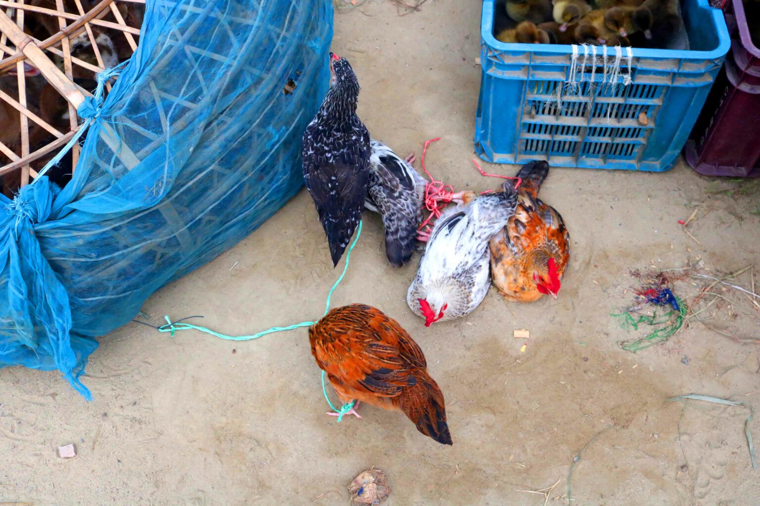 Murgi Photography in Bangladesh - MasterBundles