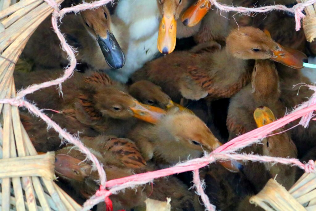 Hash Palon village Photography in Bangladesh - MasterBundles