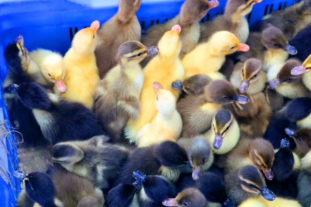 Hash Palon village Photography in Bangladesh - MasterBundles