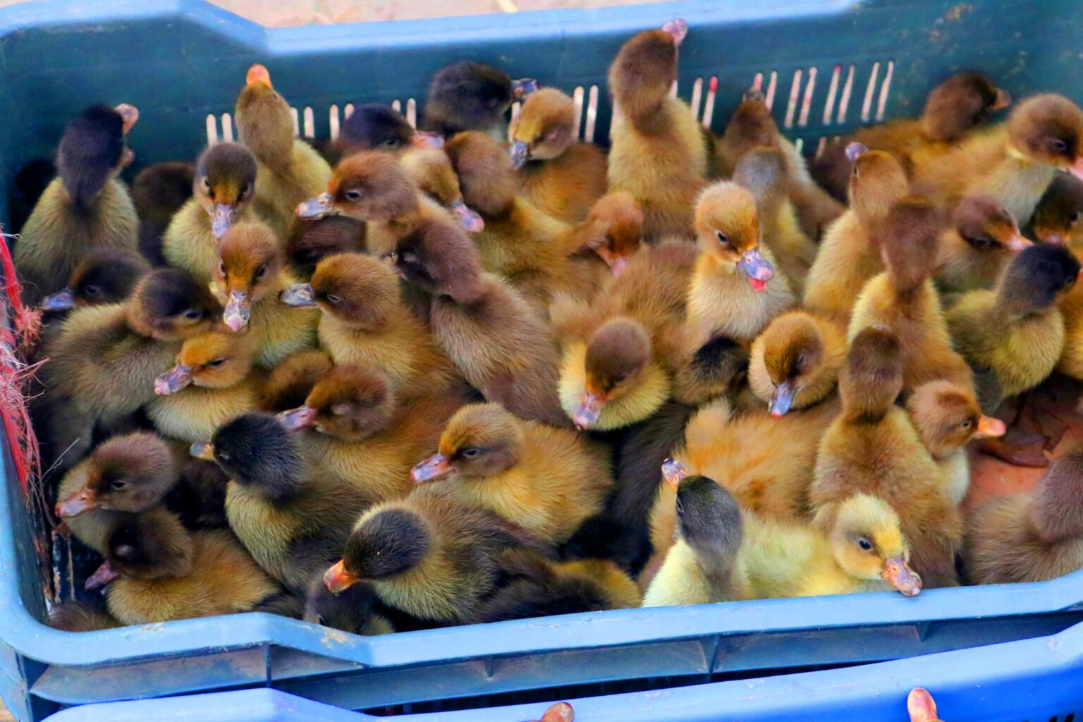 Hash Palon village Photography in Bangladesh - MasterBundles