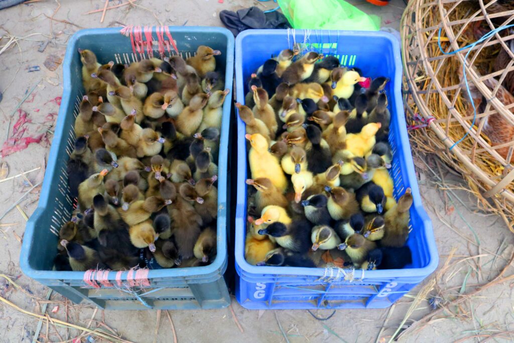 Hash Palon village Photography in Bangladesh - MasterBundles