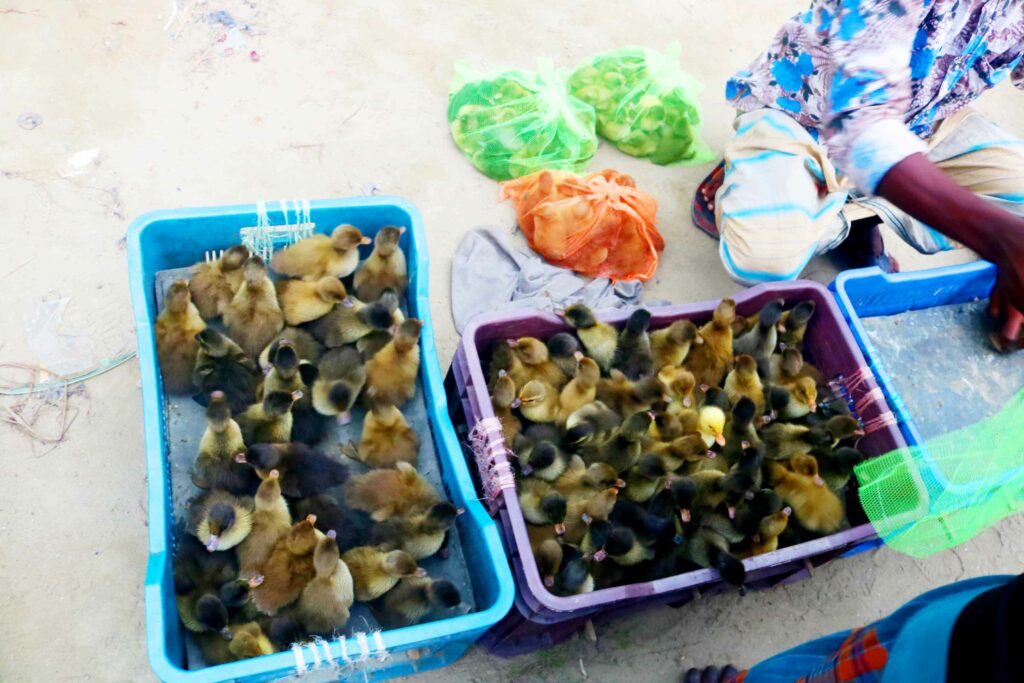 Hash Palon village Photography in Bangladesh - MasterBundles